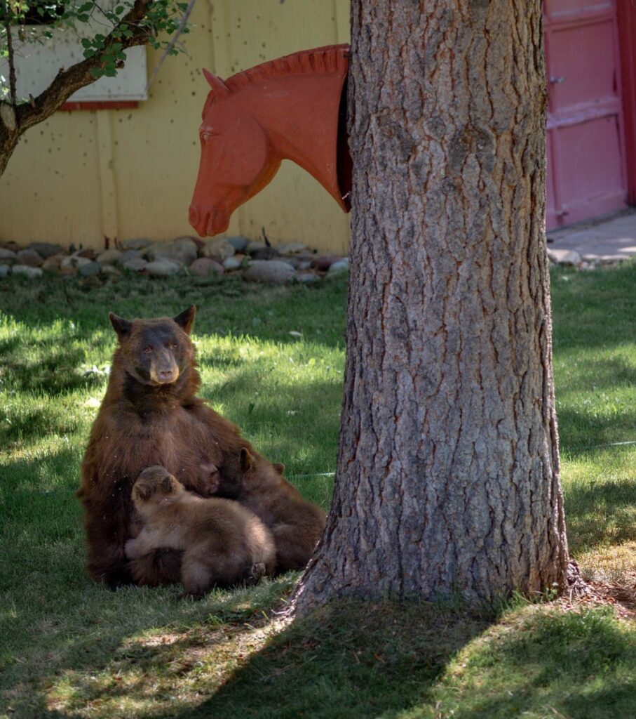 Bear Straps – Roaring Fork Valley Bear Coalition